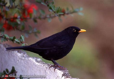 ქალაქის ფრინველები