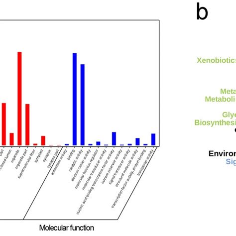 Transcriptome Analysis Pipeline For Isoform Sequencing Schematic Download Scientific Diagram