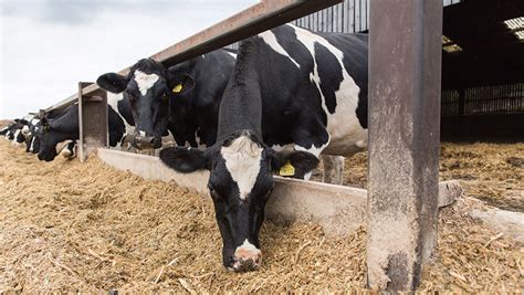 Eight Ways To Lift Dairy Feed Efficiency Farmers Weekly