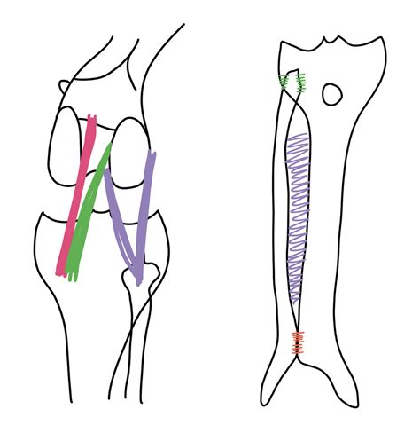 Verbindingen Tussen Tibia En Fibula En Articulatio Art Genus Diagram Quizlet