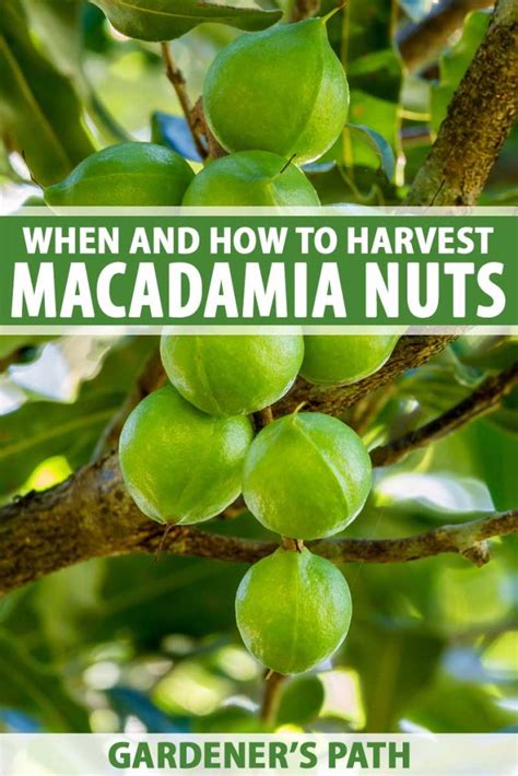 When And How To Harvest Macadamia Nuts Gardeners Path
