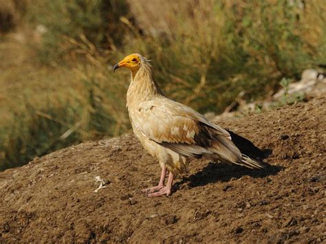 Egyptian Vulture Neophron Percnopterus Linnaeus 1758