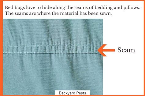 4 Places All Bed Bugs Hide In A House Find Them Quickly And Easily Backyard Pests