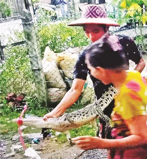 မော်လမြိုင်ကျွန်းမြို့နယ်၌ ရေလုပ်သားများငါးဖမ်းနေစဉ် မိကျောင်းငယ်တစ