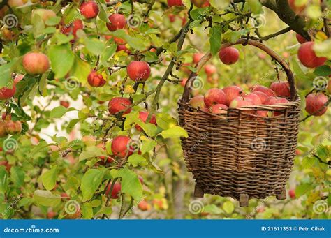 Apple Jam Royalty Free Stock Image 44728528