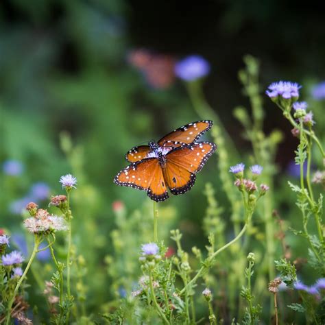 Butterfly Classification Dataset Kaggle