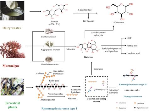 An Overview Of D Galactose Utilization Through
