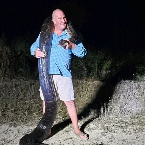 Photos Huge Python Tips The Scales At Pounds The Second Heaviest Caught In Florida