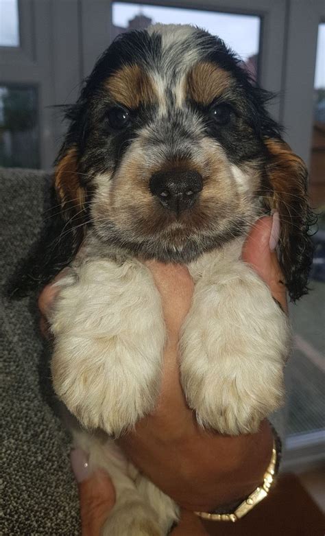Luna Blue Roan And Tan Cocker Spaniel Puppy Cocker Dog Spaniel