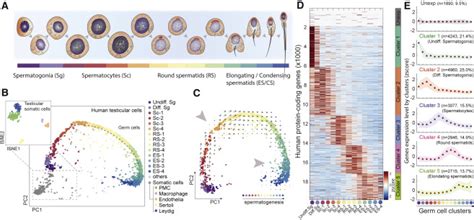 Widespread Transcriptional Scanning In The Testis Modulates Gene