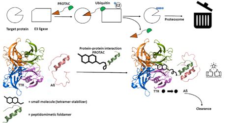 Transthyretin Tetrameric Structure And Protac Strategy A Graphic Download Scientific Diagram