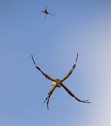 Spider Arachnid Nature Free Photo On Pixabay Pixabay