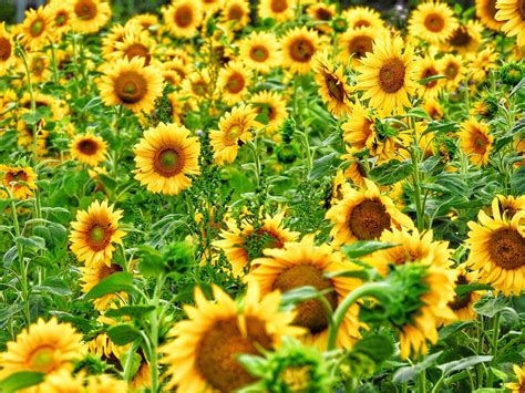 Sunflowers Flowers Field Yellow Free Photo On Pixabay Pixabay