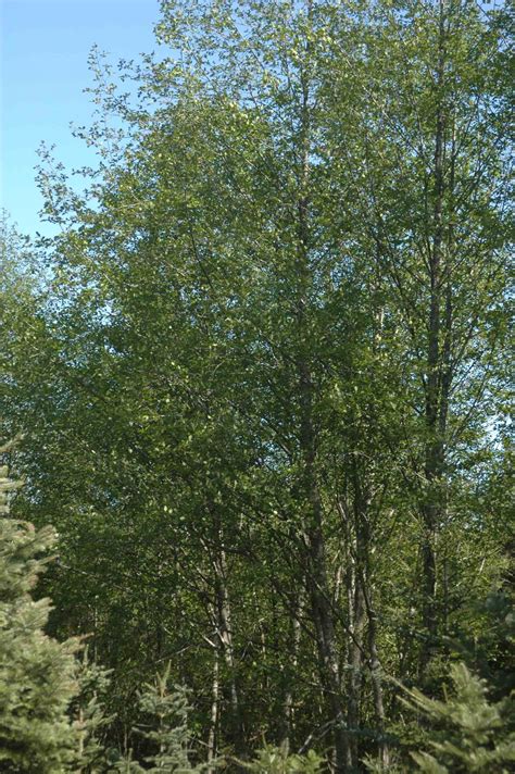 Red Alder Tree Symbolism At Mackenzie Wardle Blog
