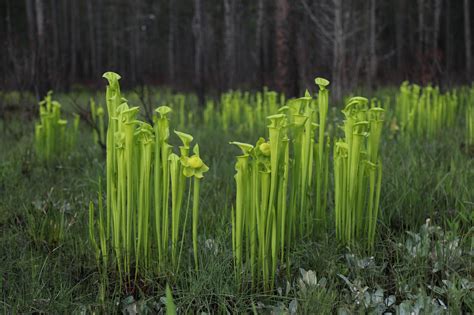 Carnivorous Plants Of The Carolina Coast Northeast School Of