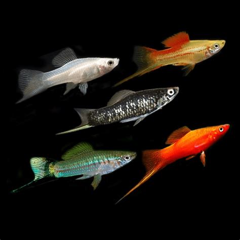Assorted Swordtail Available Roxy Aquarium