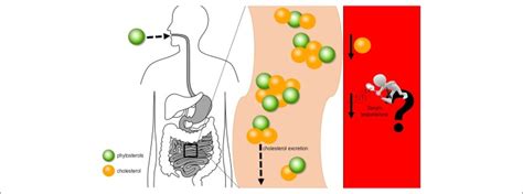 The Need For Sex Hormone Analysis In Addition To Long Term Follow Up Of Phytosterol