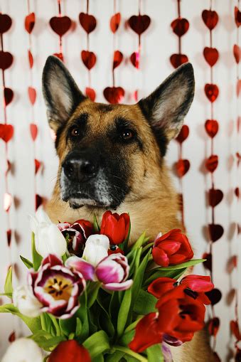 발렌타인 데이 개념입니다 진지한 얼굴을 가진 독일 셰퍼드 개는 빨간 반짝이는 하트와 함께 흰색에 봄 튤립 꽃의 꽃다발과 함께 실내 발렌타인 데이를 축하하는 사랑에 빠진 애완