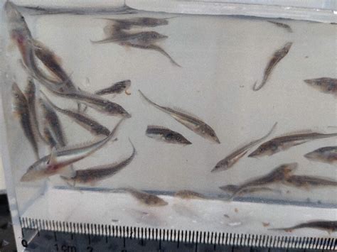 Japan Team Hatches Fry From Sex Switched Siberian Sturgeon Promising