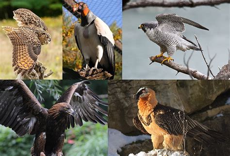 Predation Definition And Examples Biology Online Dictionary