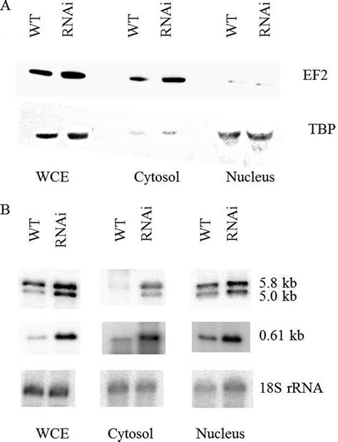 Loss Of L5 Leads To Nuclear Export Of Rrna Processing Intermediates Download Scientific
