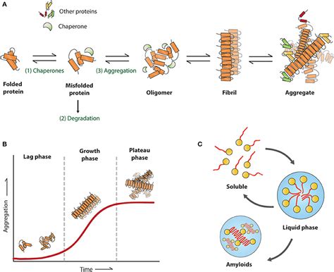 Amyloid Fibers