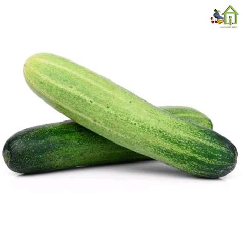 Jual Timun Timun Kecil Timun Lalap Halal Di Seller Lestari Mart