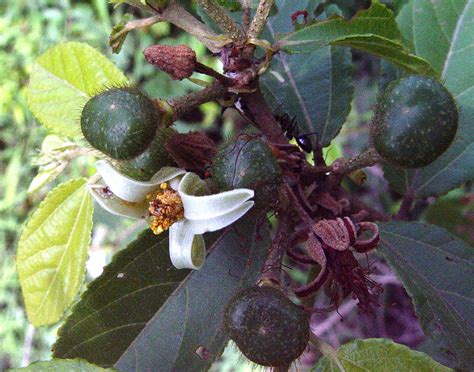 Grewia Orientalis Eflora Of India