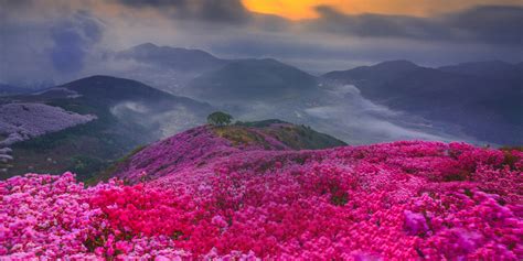 여수영취산진달래축제 여수영취산진달래축제