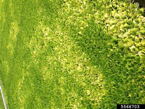 Pythium Diseases Genus Pythium