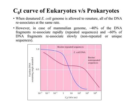 Eukaryotic Genome Organization Pdf