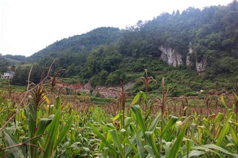 古藺首屆桂花旅遊文化節專題系列詩與遠方 江山如畫 每日頭條