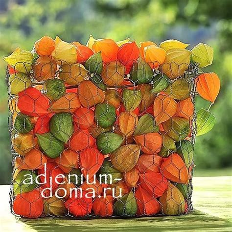 Physalis ALKEKENGI (Физалис): купить 3 семени c доставкой почтой 🌸 ...
