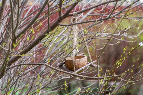 조류에 대한 태양 꽃 씨앗과 정원에서 황마 밧줄에 나무 나뭇가지에 매달려 코코넛 껍질로 만든 조류 피더 Diy에 대한 스톡 사진 및 기타 이미지 Istock