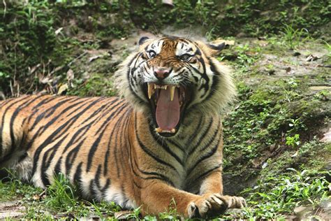 Siberian Tiger Roaring Free Photos India National Tiger Roaring