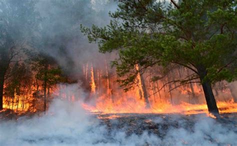 Булган аймагт гарсан ой хээрийн түймрийг унтраахаар ажиллаж байна News Mn