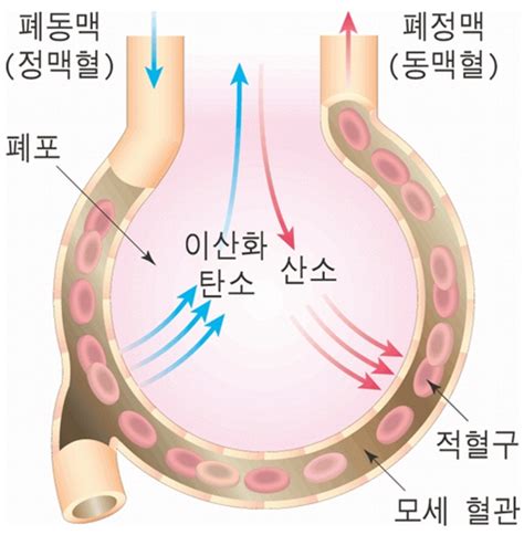 호흡기계의 구조와 호흡기전 네이버 블로그