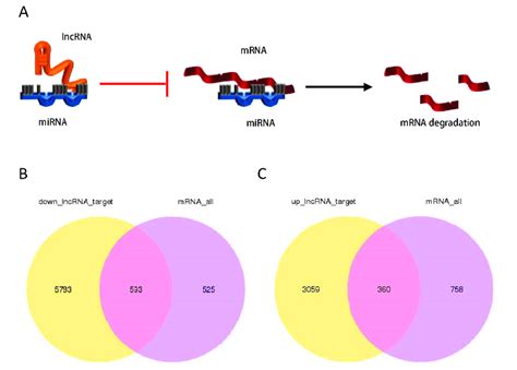 Lncrna Mirna Mrna Network Analysis A Lncrna Inhibits Mirna Mrna