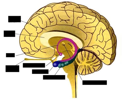 Subcortical Structures Diagram Quizlet