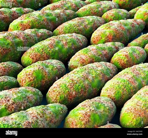 Clostridium Bacteria Computer Artwork Of Clostridium Sp Bacteria