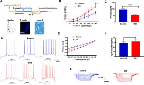 Patch Clamp Results Demonstrated The Intrinsic Excitability Of Layer V