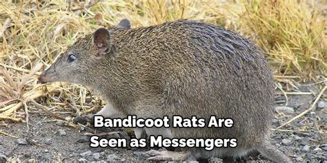 Bandicoot Spiritual Meaning Symbolism And Totem 2026