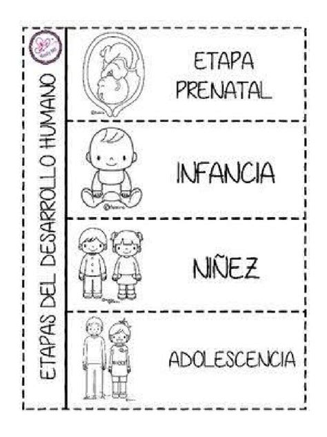 Etapas Del Crecimiento Pdf
