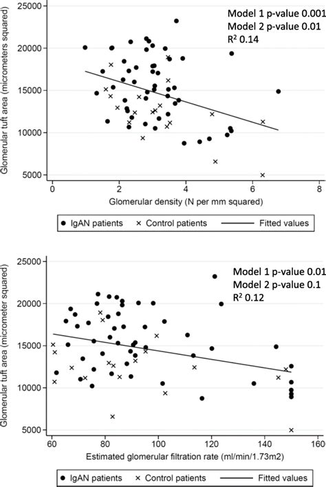 Relationship Between Glomerular Area And Glomerular Density And
