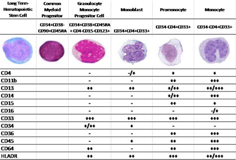 Monoblast Promonocyte Monocyte