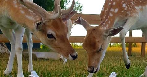 Imgur Is Weird Album On Imgur