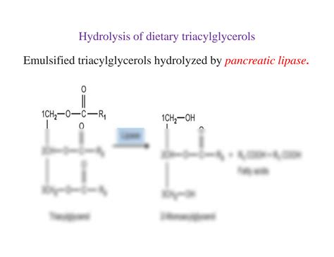SOLUTION Digestion And Absorption Of Lipids Studypool