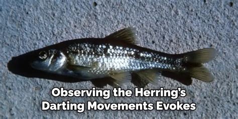 Round Herring Spiritual Meaning Symbolism And Totem Explained