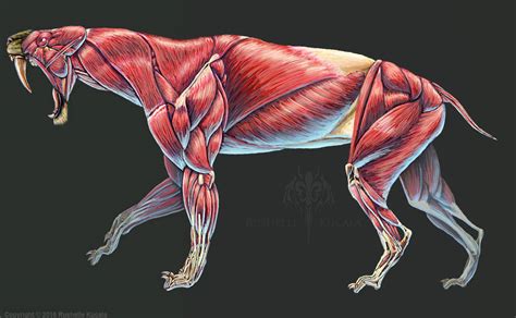 Smilodon Populator Muscle Study No Labels By Thedragonofdoom On Deviantart