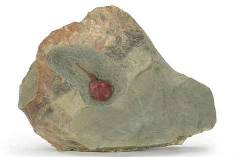 135 Xiphosurida Arthropod Horseshoe Crab Ancestor 227783 For Sale